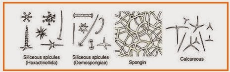 BIOLOGI GONZAGA: SOAL SEDERHANA KELAS X SEMESTER 2