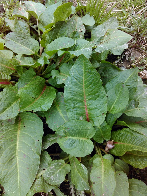 Blogul Simonei: Identificare plantă