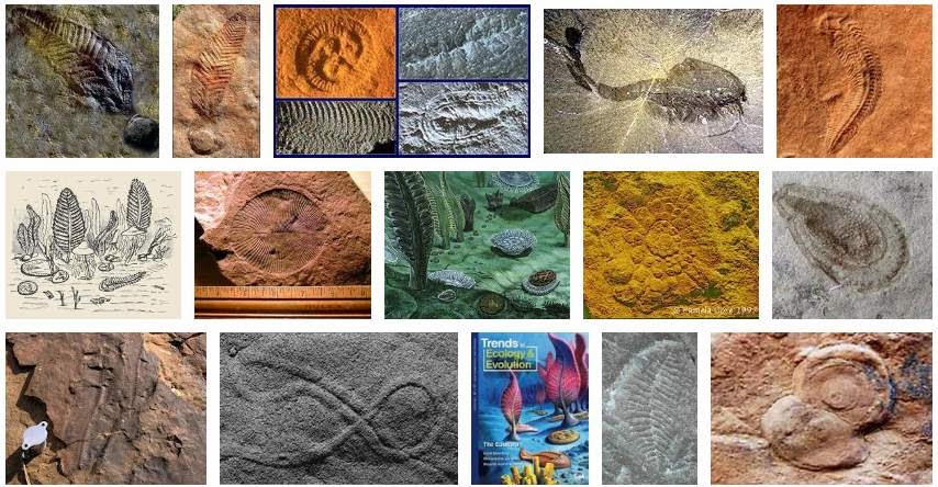 Paleontología y Evolución en la UCM: EDIACARA