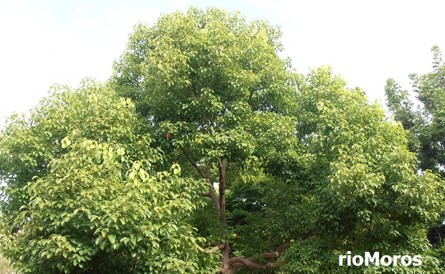 ALCANFOR: Cinnamomum camphora | Plantas rioMoros