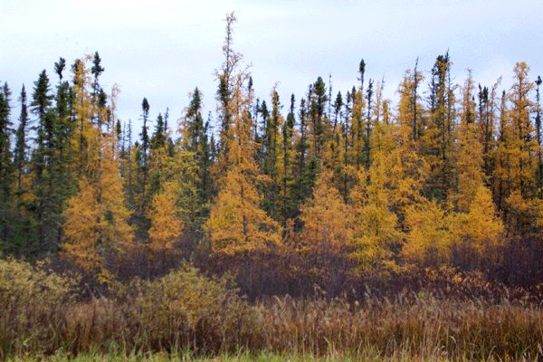 Info Hewan Tumbuhan Prasejarah: Tamarack, pohon khas Northwest Territories