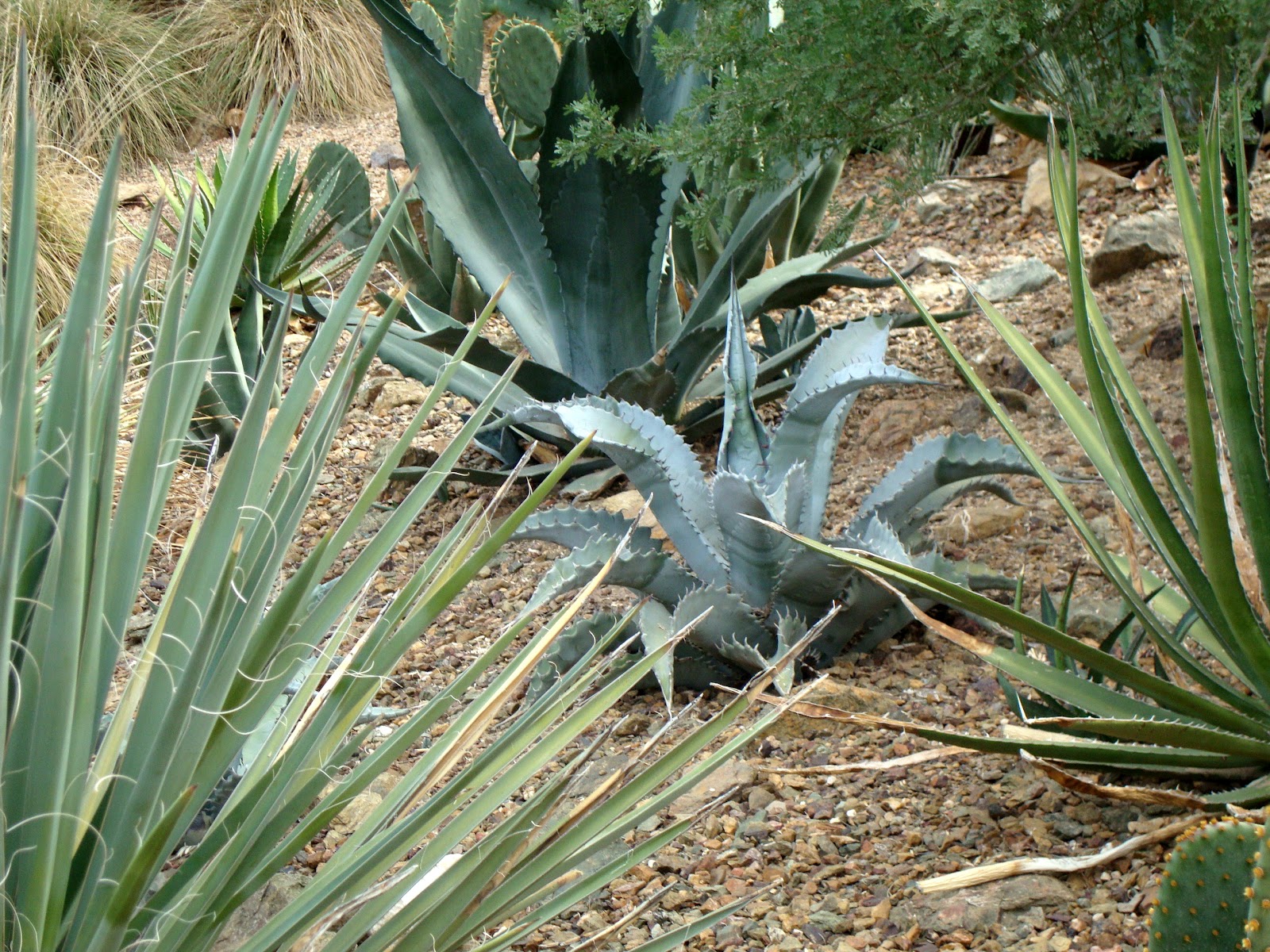 danger garden: The Desert Botanical Garden, Part Two