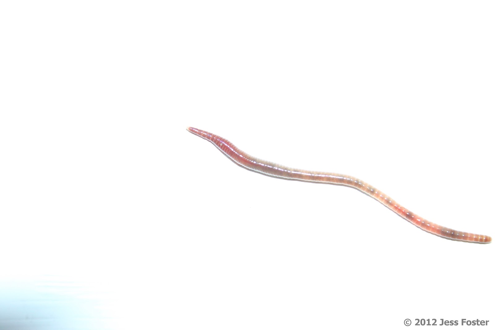 Sluggin' Along: Climbing Worms