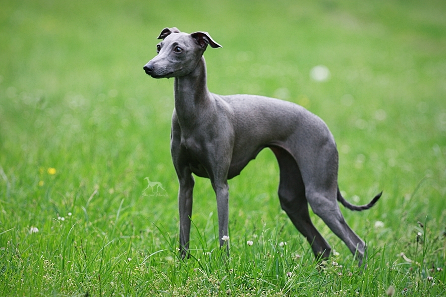 STUPOR MUNDI FCI Italian Greyhound Breeder, Piccolo Levriero Italiano ...