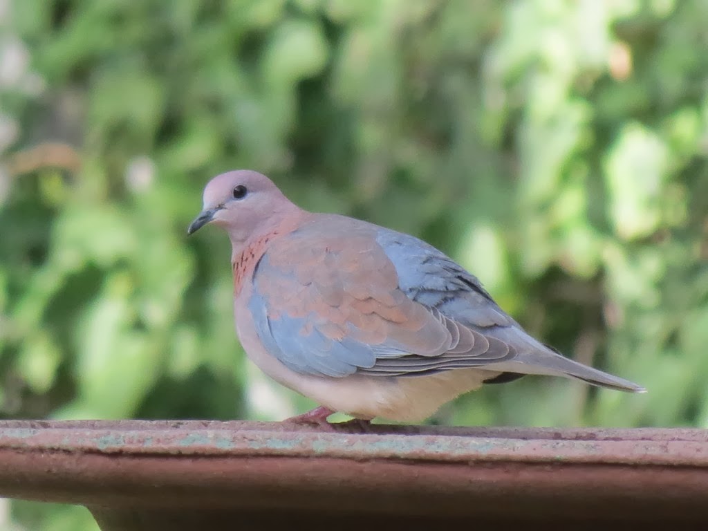 Kreatiewe Joernaal: kransduif