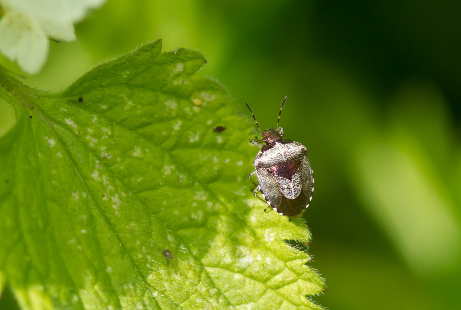 Birding with Flowers: Blue Sky Birding