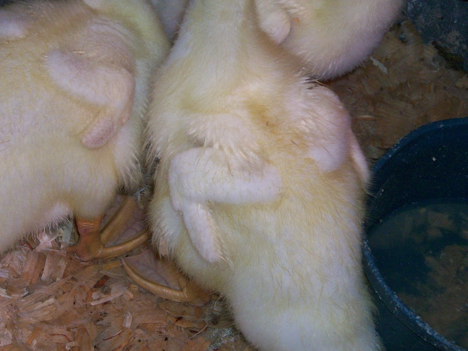 Ducks & Clucks: 3 Weeks Old!