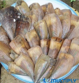 Secubit rahsia @ Secukup rasa: Jom layan jenis2 siput yg boleh dimakan....