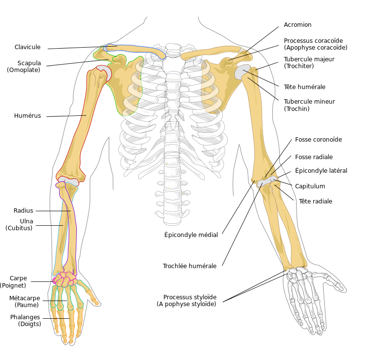 Anatomie de l'appareil locomoteur (ostéologie) | Récap' IDE