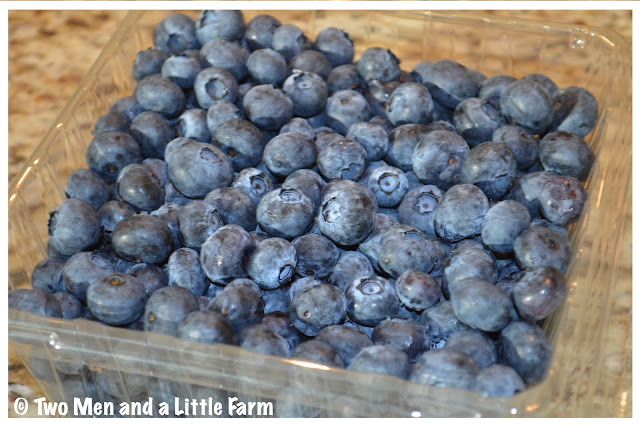Two Men and a Little Farm: WE HAVE BLUEBERRY BUSHES