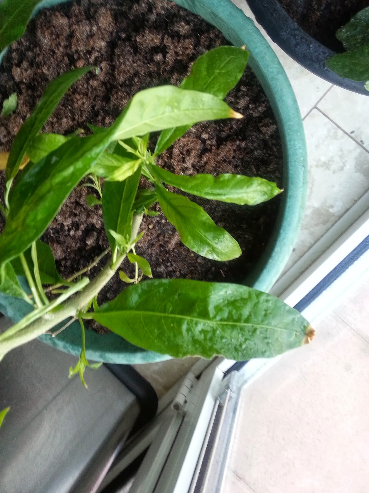 Garden Care Simplified: Healthy Raat Ki Rani Plant Night Blooming ...