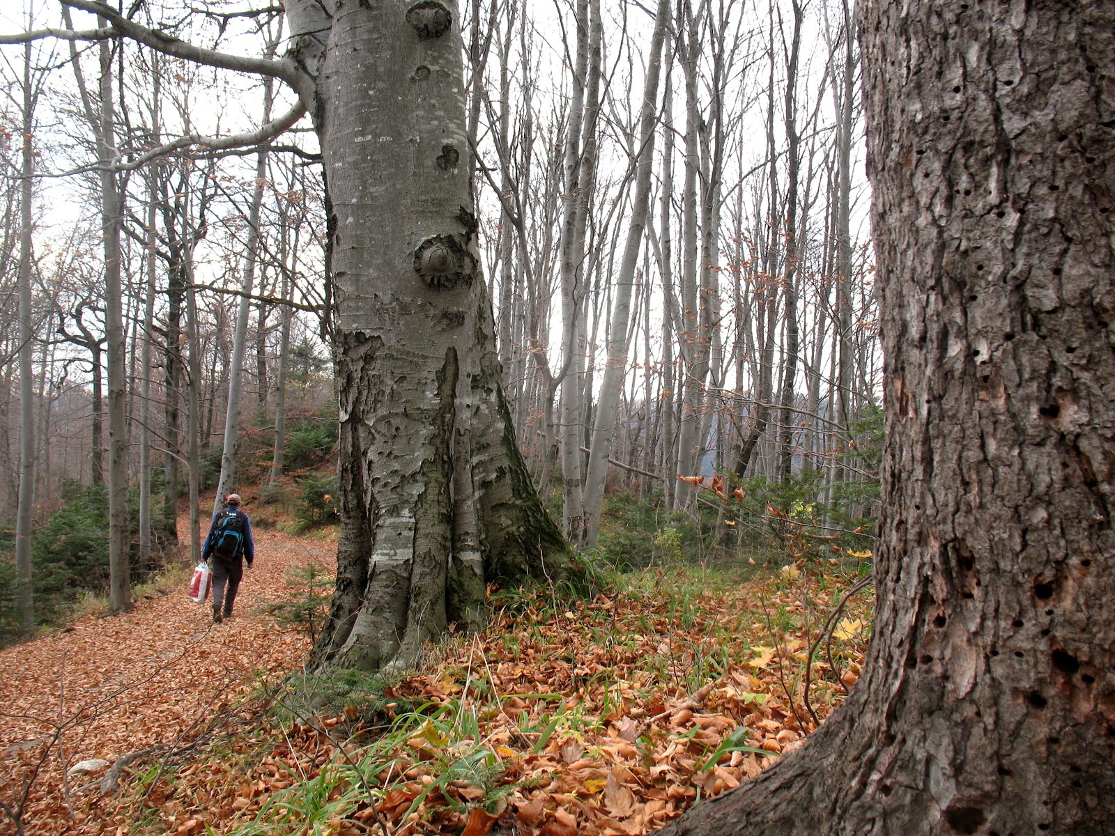 INTERFERENTE: Vis de iarna:Origami fulgi de nea/Winter dream:Origami ...