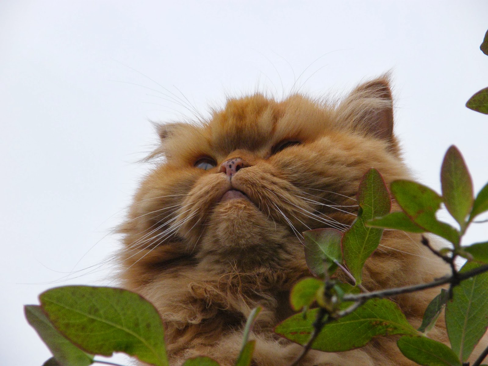 Angel Ginger Jasper: Our tribute : Farewell our beautiful sweet boy xxxxx