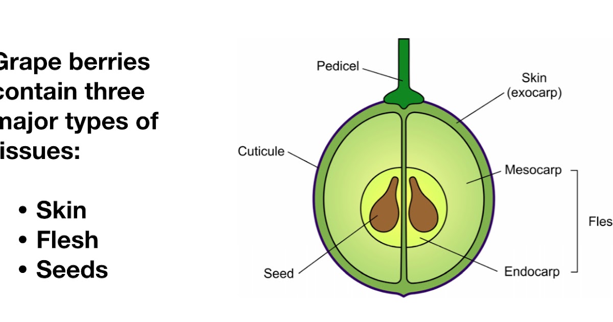 EnoViti: Grape Berry Development and Ripening
