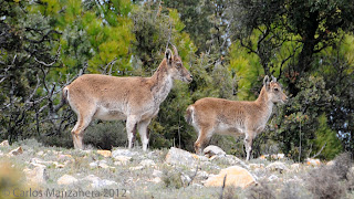 Natura de Caps de Setmana: Capra pyrenaica