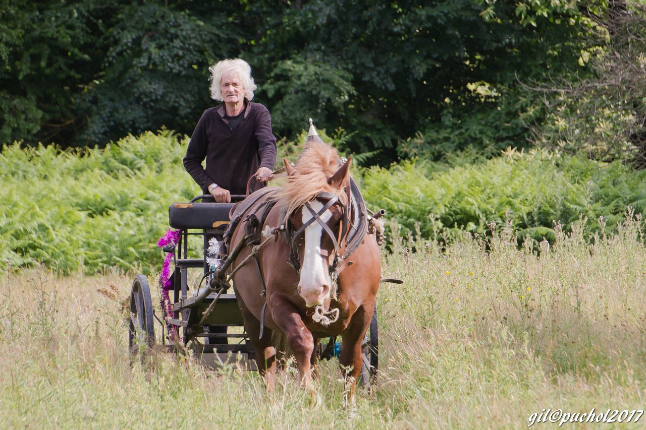 Images de Bretagne: Cheval postier breton.