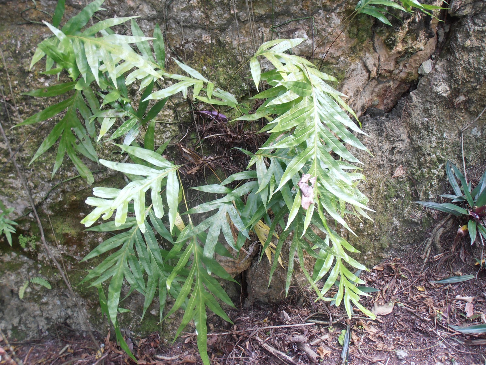 Flora de Puerto Rico Ilustrada Papo Vives: FERN-POLYPODIACEAE ...