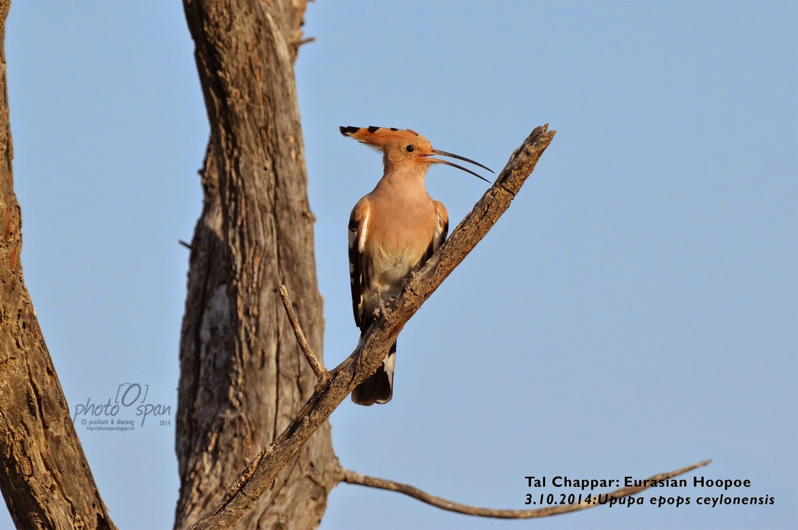 Eurasian Hoopoe: Upupa epops ceylonensis | Photo Span