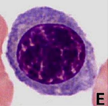 FICHERO DE HEMATOLOGÍA: Morfología normal de los elementos celulares ...