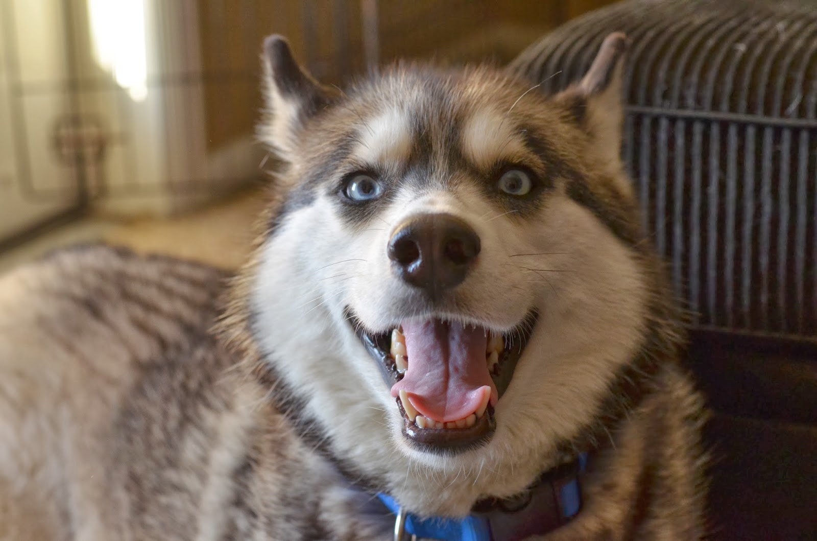 A Tale of Two Huskies: Big Smile for the Camera :)