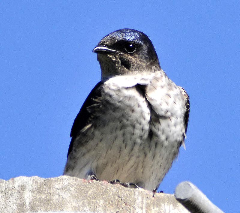 Bellas Aves de El Salvador: Progne chalybea (golondrina doméstica o ...