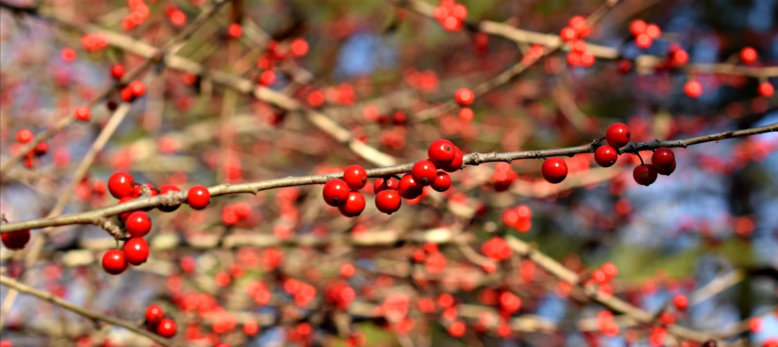 Using Georgia Native Plants: Jolly Holly