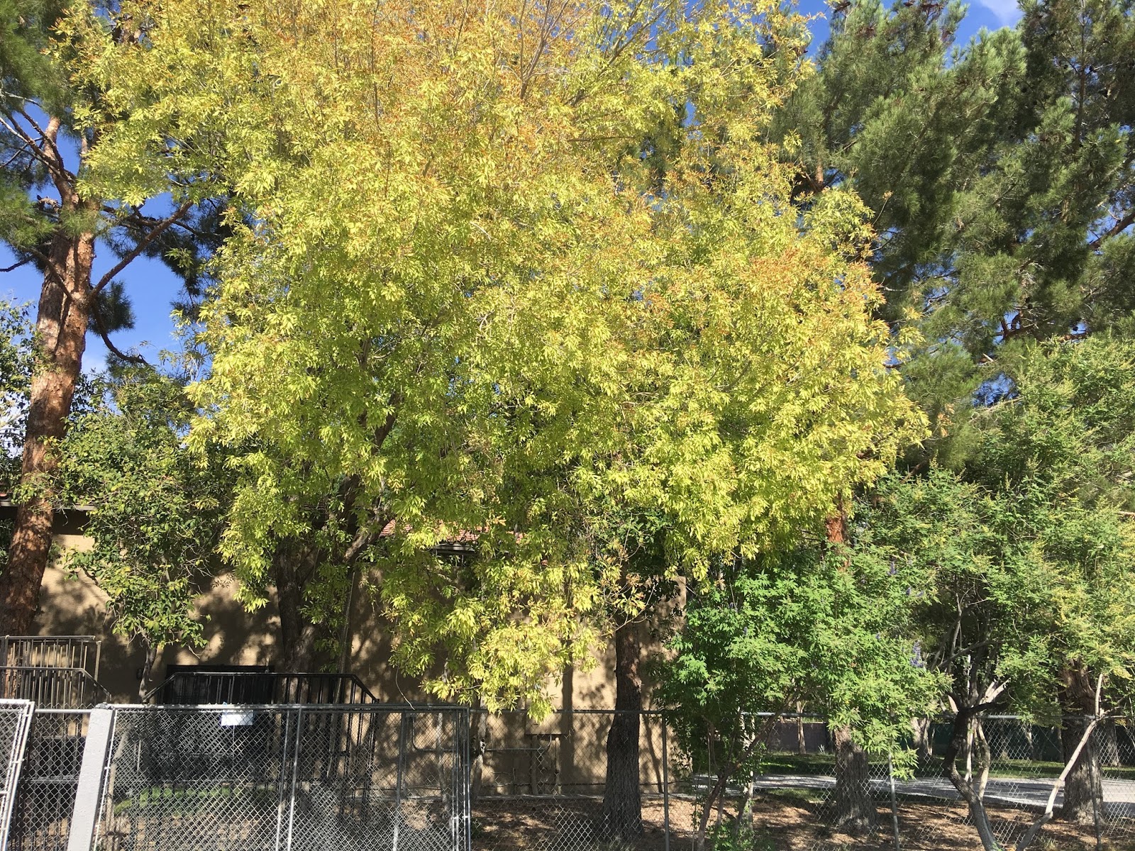 Xtremehorticulture of the Desert: Ash Tree Yellowing Options
