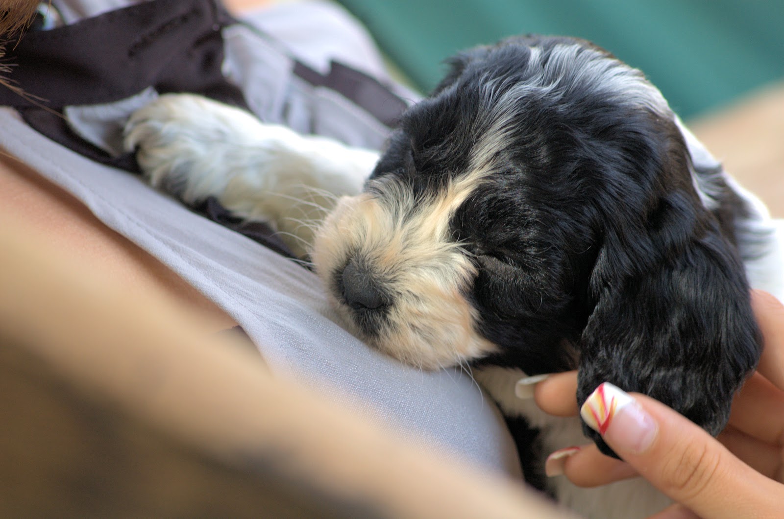 Jukee Doodles : Puppy Gallery