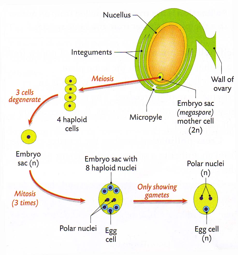 Magh Sci: Leaving Cert Biology - Embryo Sac Development in Plants