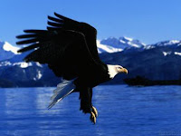 fakta elang | Fakta Menarik Tentang Hewan