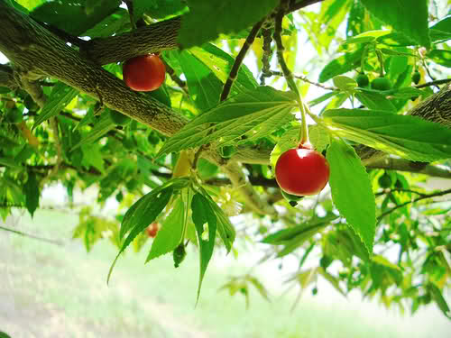 Arcelife_Styles: Mansanitas Fruit Tree..
