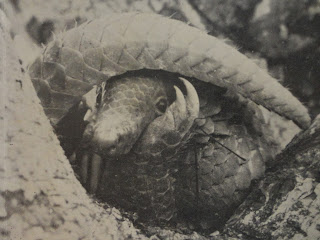 SUSTAINABLE LIVING INSTITUTE (SAVE): ARMADILLO MILK ANYONE?