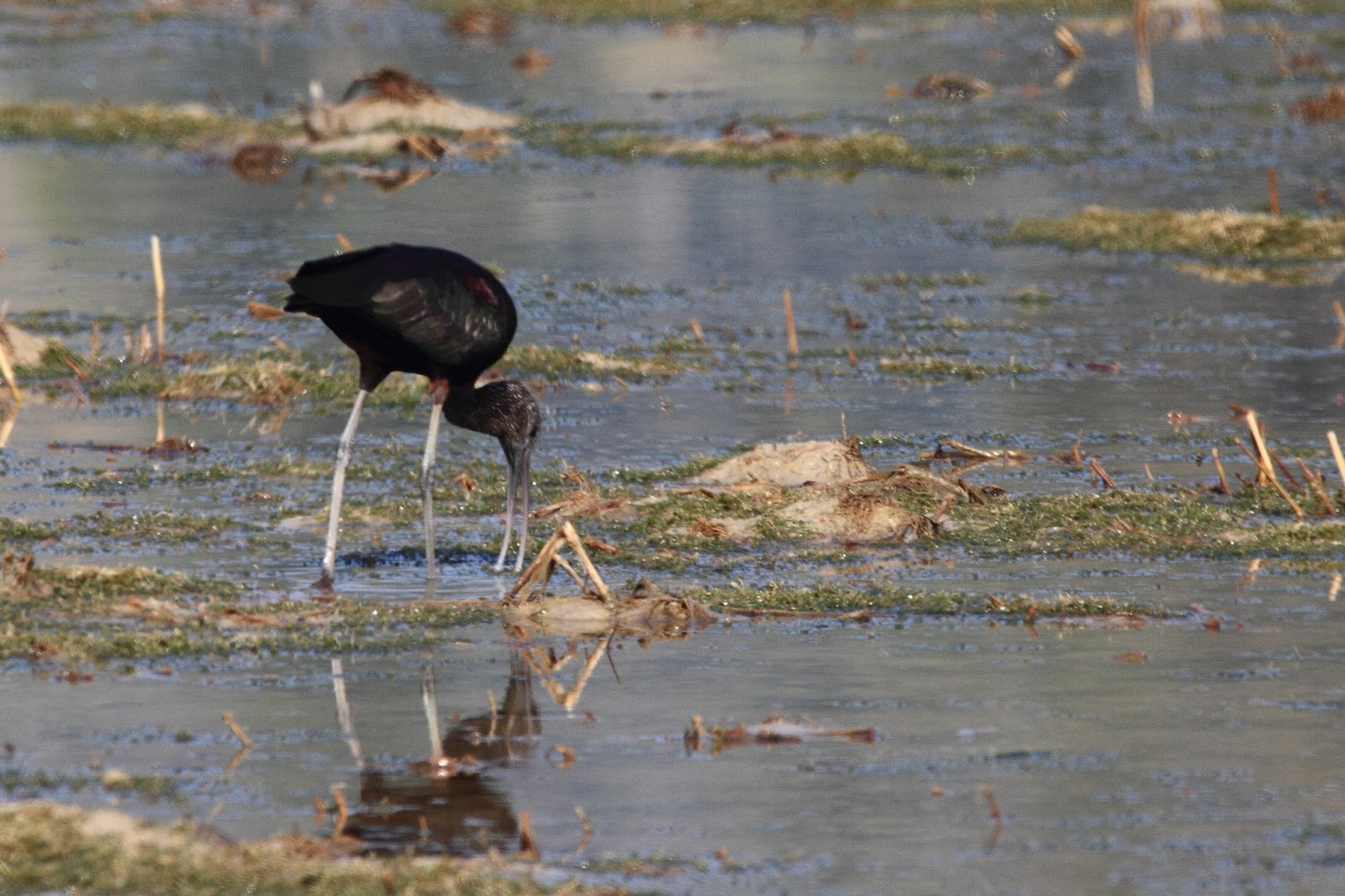 Fotografía y Naturaleza en Doñana: Morito común (Plegadis falcinellus)
