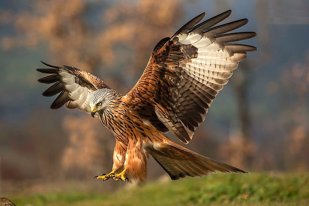 Forest Forestal: Milano real