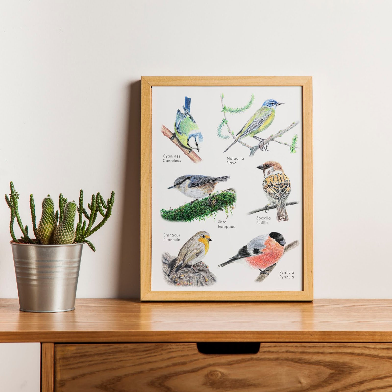 My art corner: New birds poster