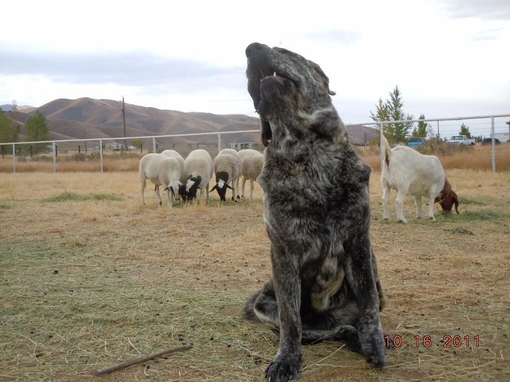 LIVESTOCK GUARDIAN DOG BLOG: Livestock Guardian Dogs and Barking