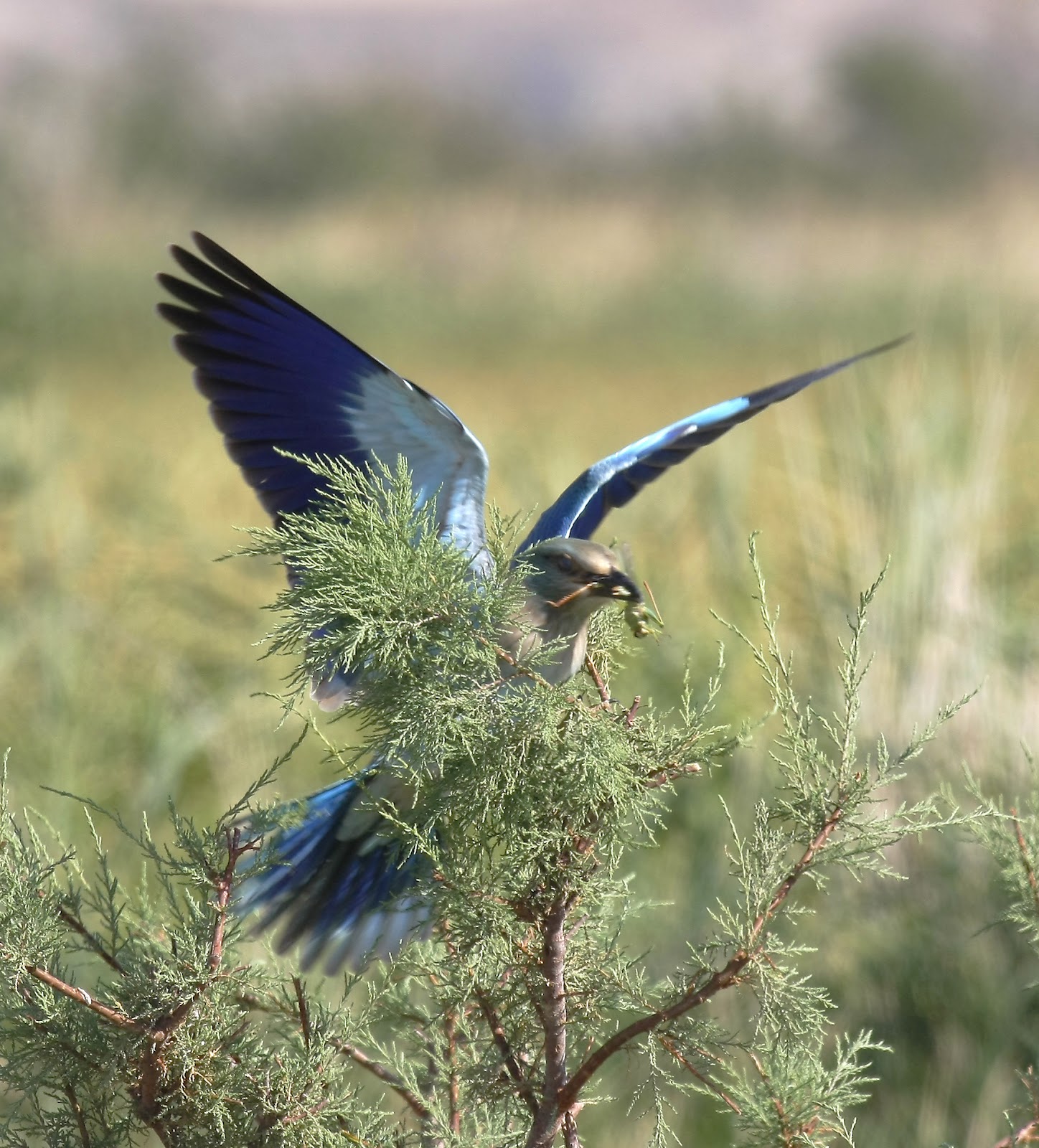 Navarra al natural: Carraca, Ave del Año 2012