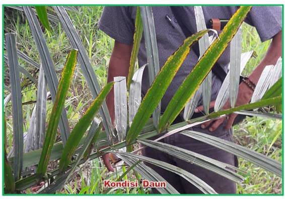 Membangun Perkebunan Kelapa Sawit: Unsur Hara Nitrogen