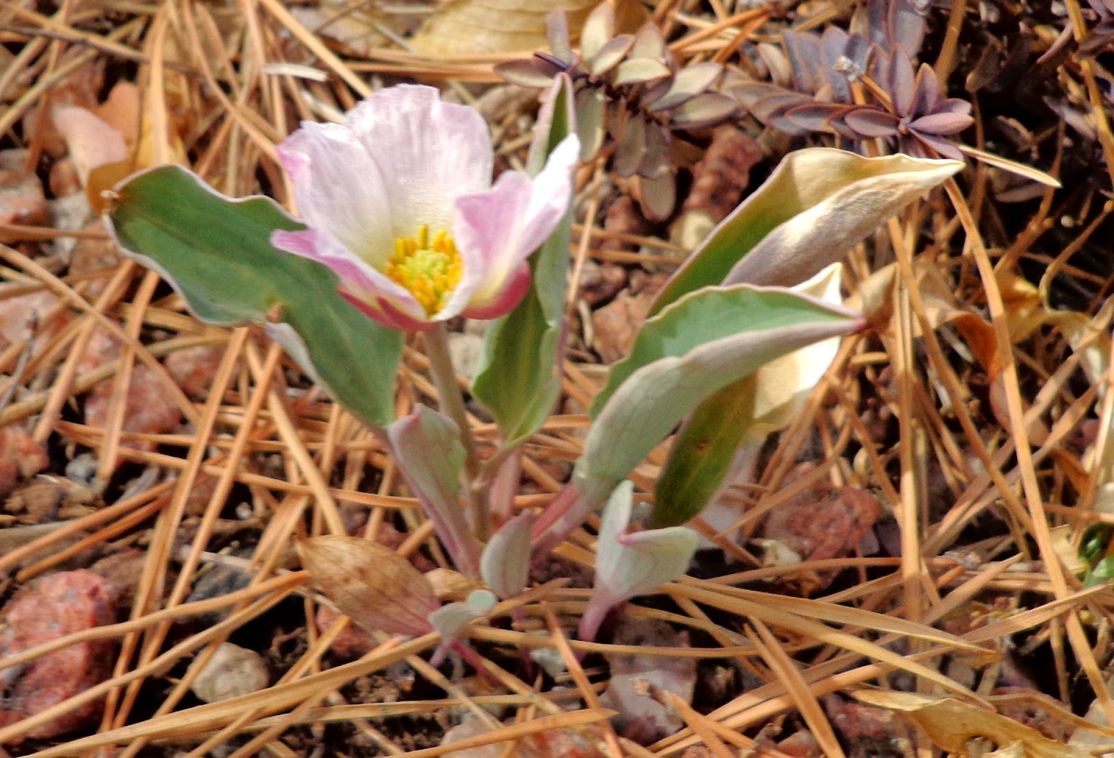 Prairiebreak: Has Spring truly sprung? (an April Alphabetarium)