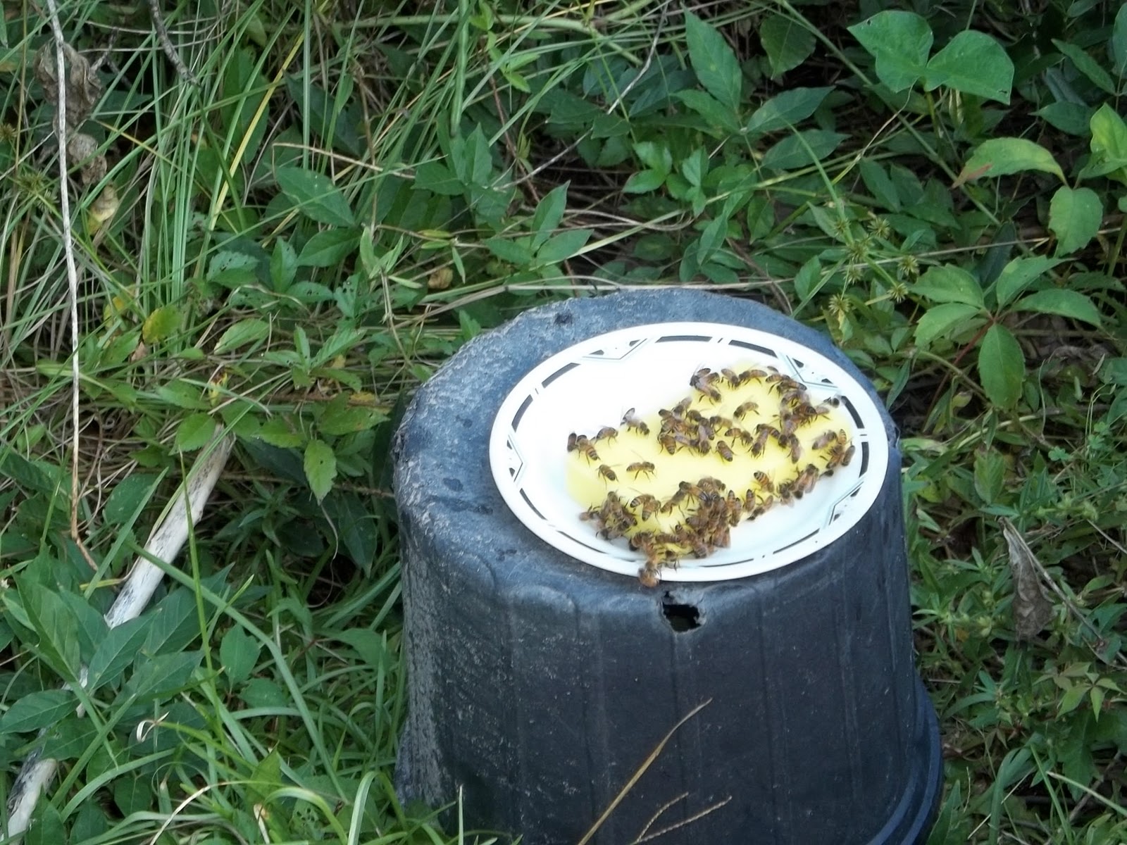 BizzyBuzzin' Honeybeezness: Open Air Feeding and Our Log Hive
