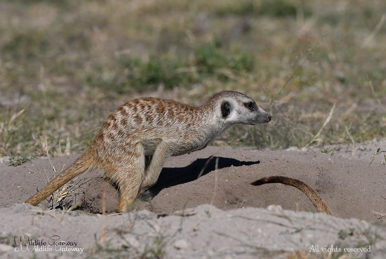 WILDLIFE GATEWAY: Les Suricats, sentinelles du désert - 03