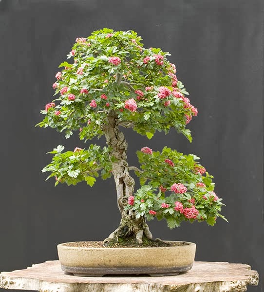 Walter Pall Bonsai Adventures: Japanese hawthorn for sale or trade