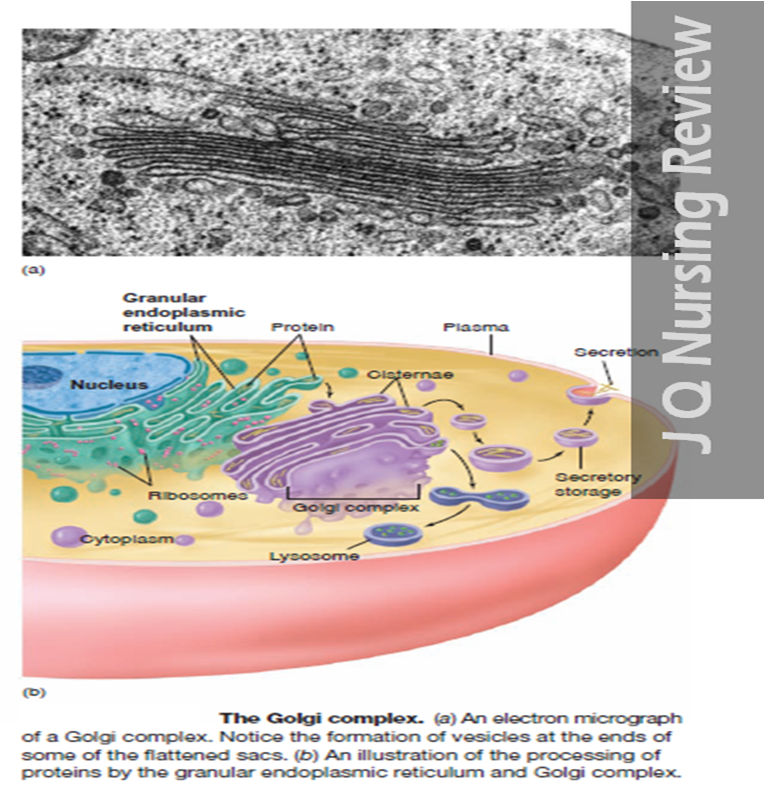 De Histology Golgi Complex Golgi Apparatus