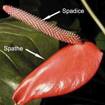 Pleurothallidinae: Les Araceae