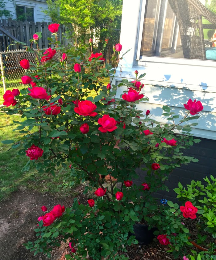 The beauty of May roses...