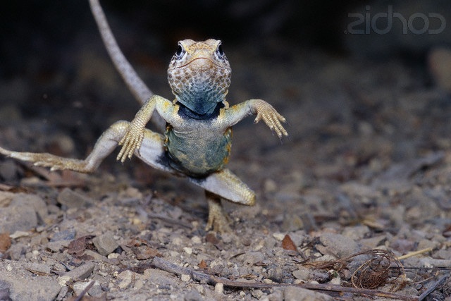 Dunia Hewan : Fakta Unik tentang kadal | Nyatanya.Com