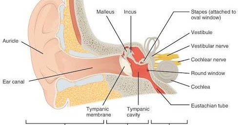 Science and Health Tips: Do you know by which bone our ears are made of?