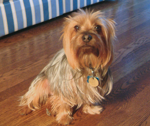 Australian Yorkshire Terrier Hybrid Dog Informations and Pictures ...