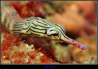 Océanos: El caballito de mar,diseñado para cazar