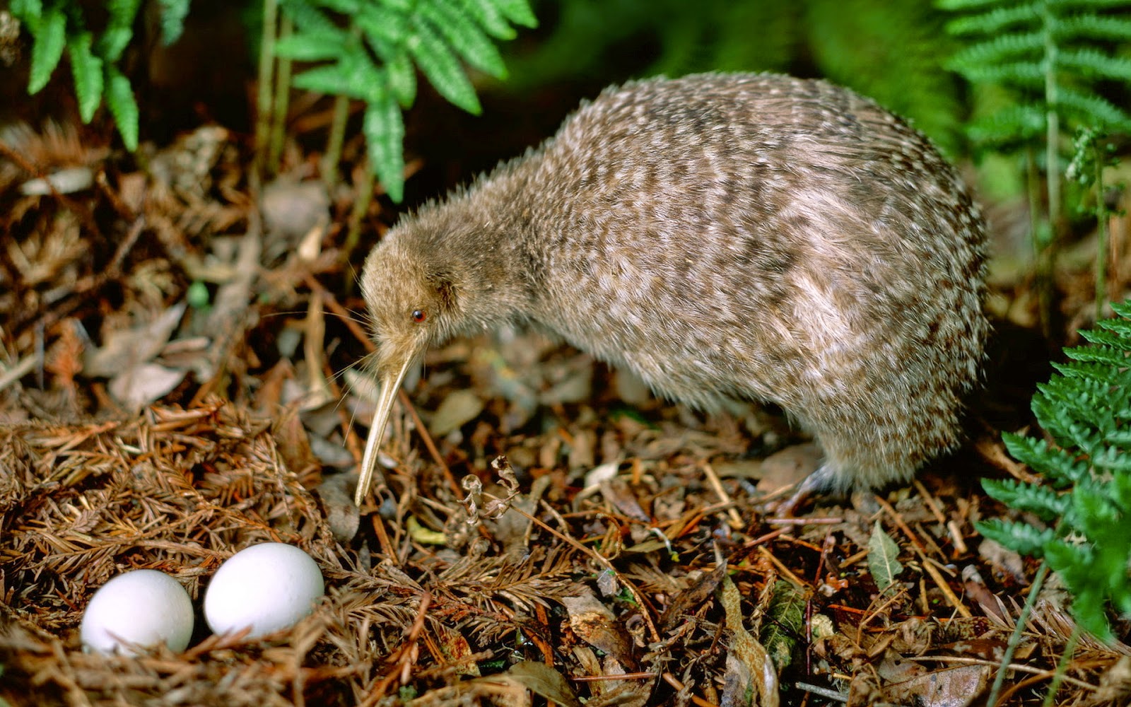 KIWI BIRD photos - wallpapers | the fun bank
